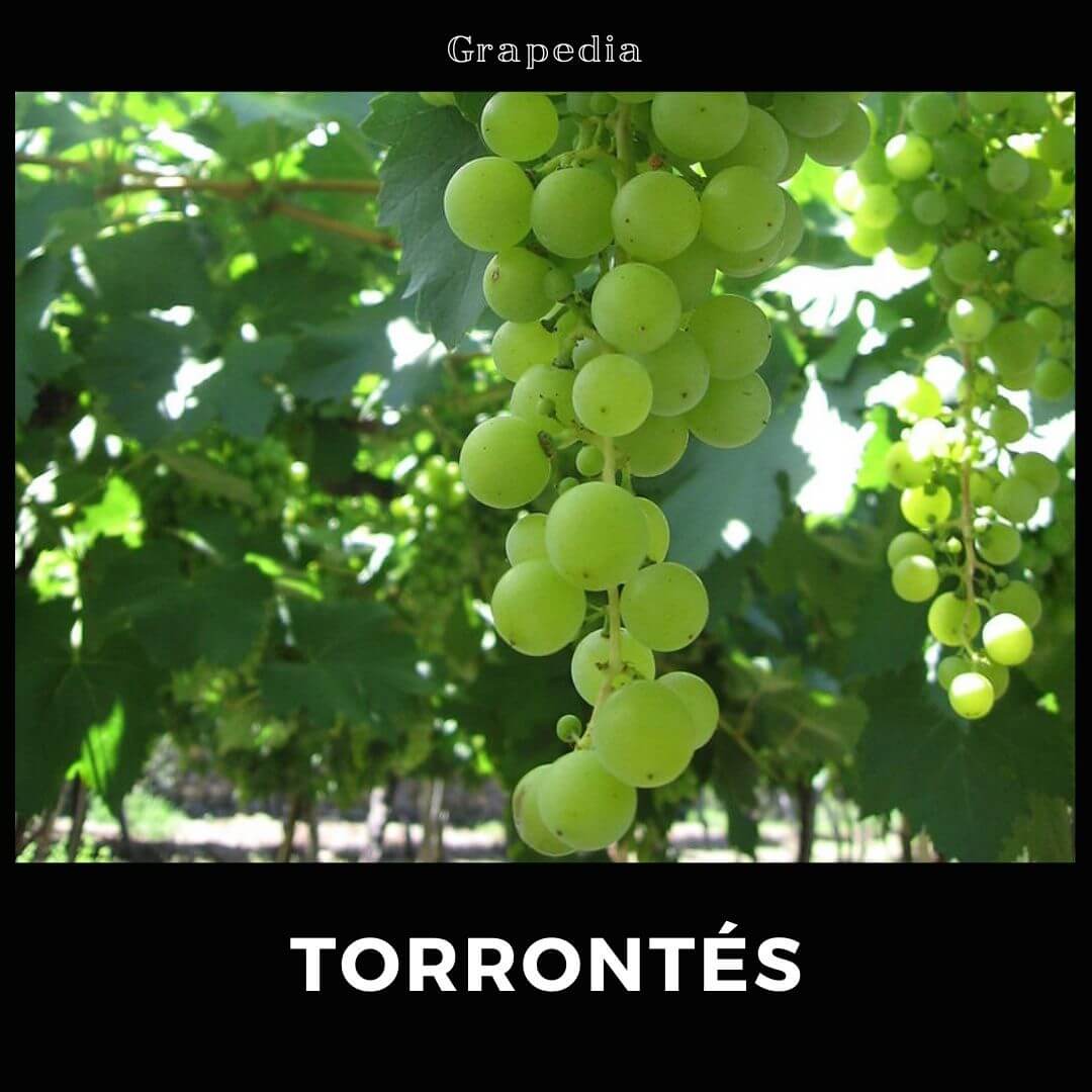 Grape: Torrontés – Maitre de Vin® | Smart Multi-function Wine Cooler ...